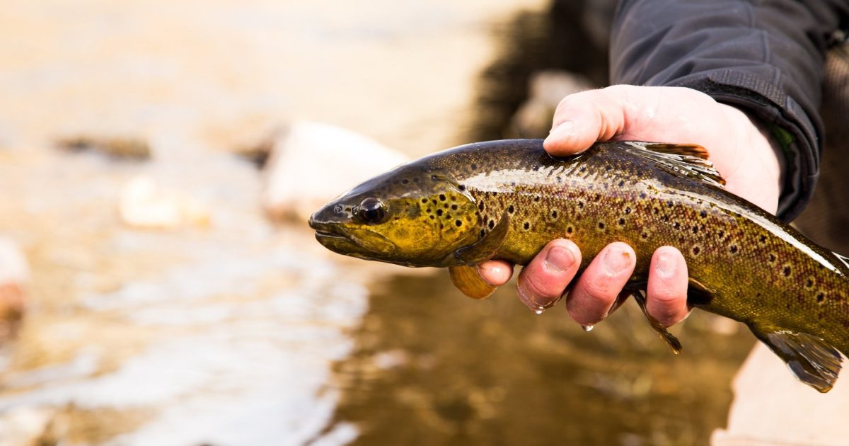 Mammoth California Fishing