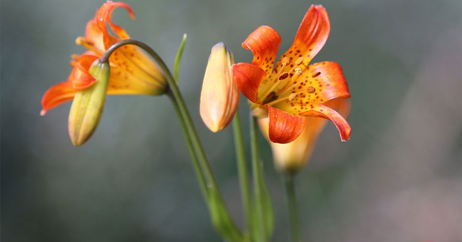 Unique Wildflowers of the Eastern Sierra | Visit Mammoth