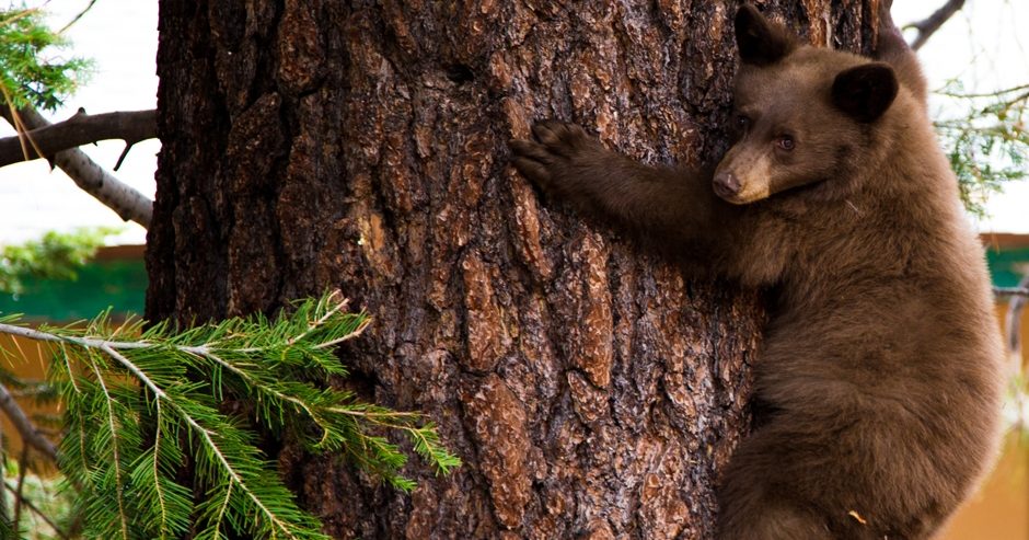 Mammoth Lakes Bear Safety Guide 2024 | Visit Mammoth