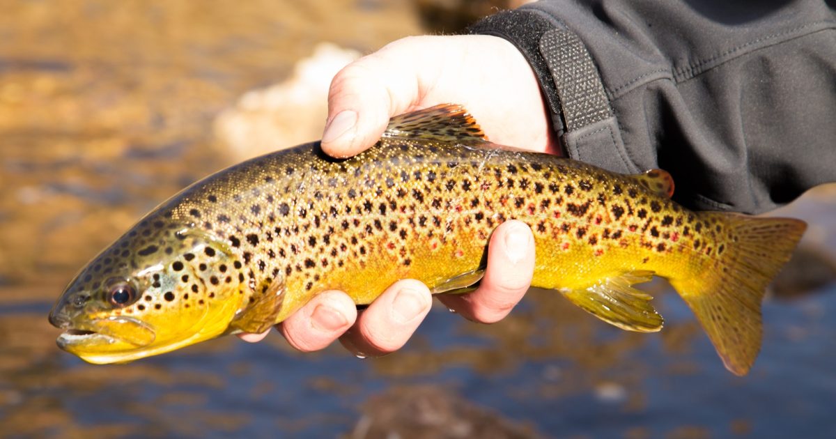 Types of Eastern Sierra Trout and Where to Find Them | Visit Mammoth