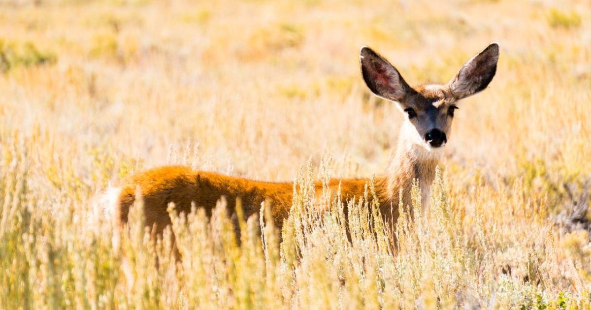 The No. 1 Tip For Wildlife Viewing in Mammoth Lakes | Visit Mammoth