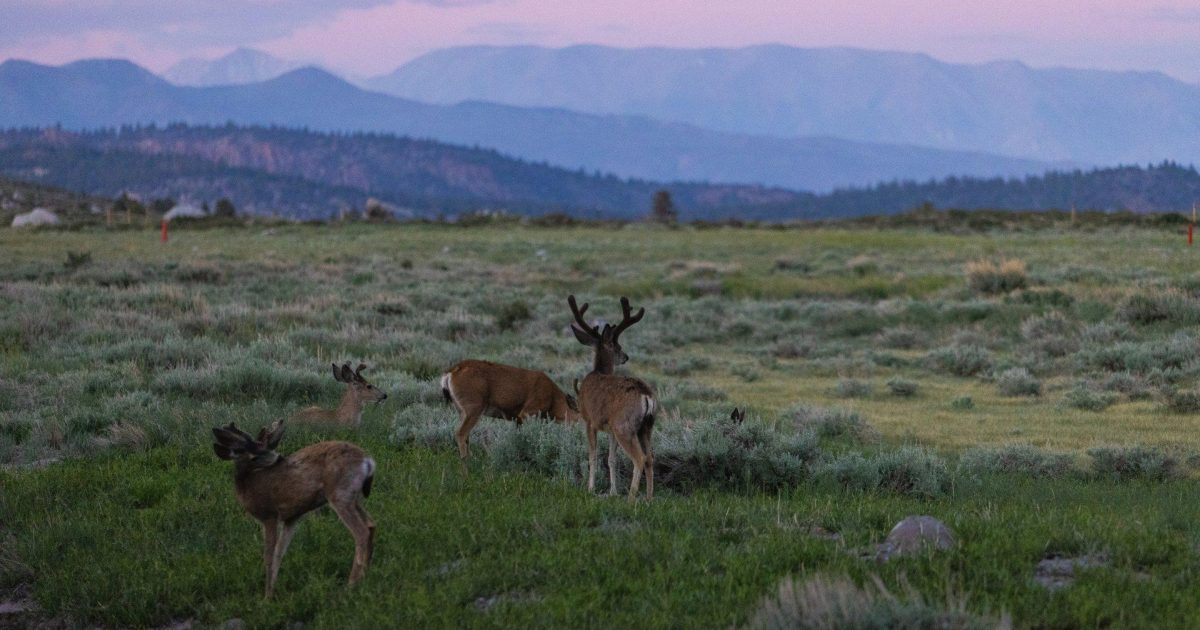 Unique Wildlife of the Eastern Sierra | Visit Mammoth
