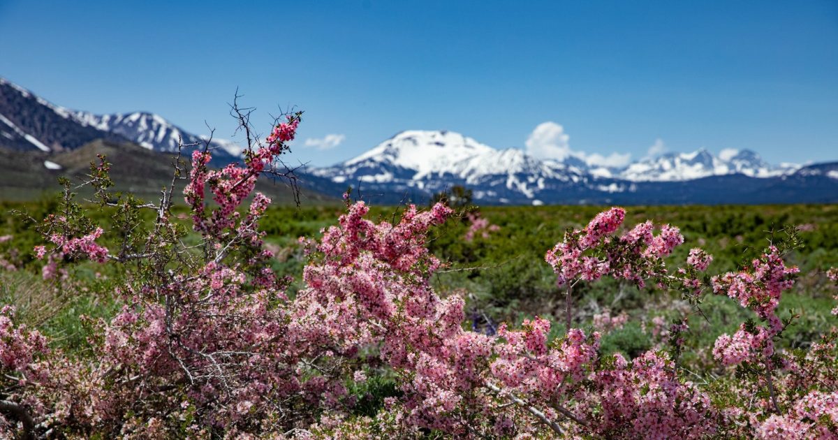 Things to Do in Spring in Mammoth Lakes | Visit Mammoth